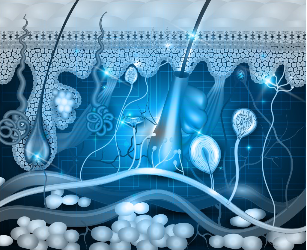 Skin System – MSC MedEd