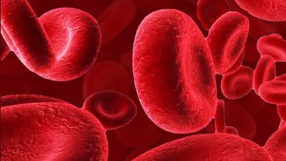 Hematology System – MSC MedEd